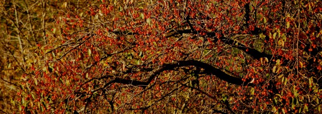 brewing the dregs – a review of Nothing is Hidden by Barry Magid ...